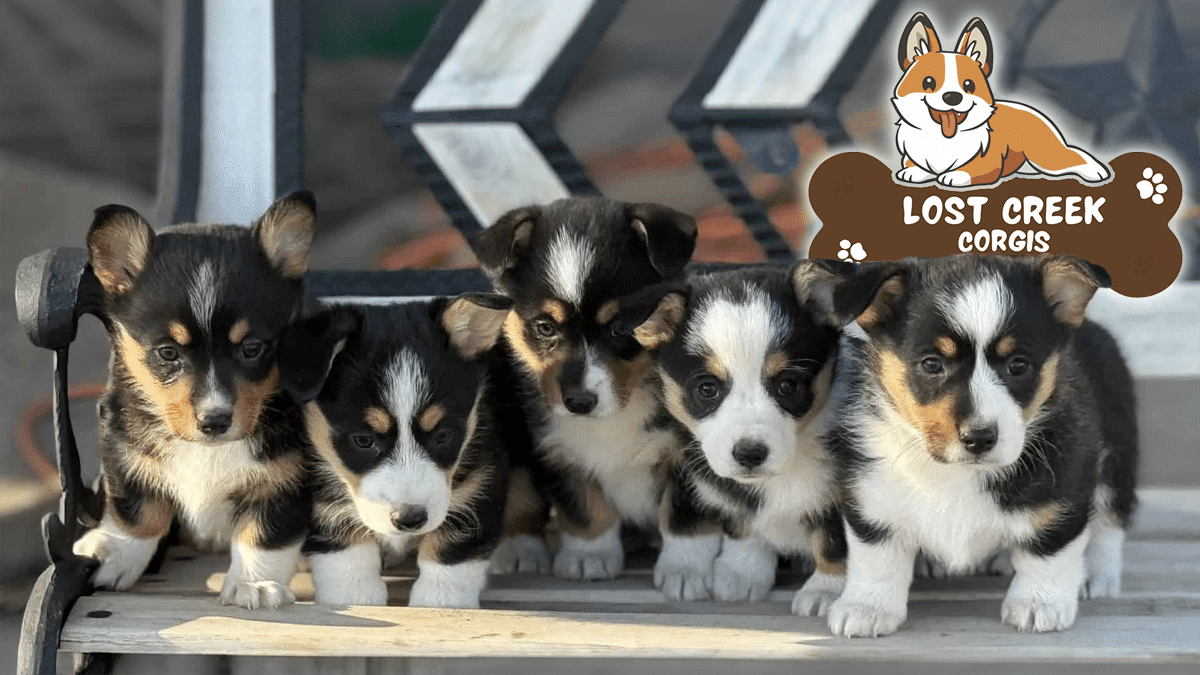 Lost Creek Corgi's - Lost Creek Corgi's
